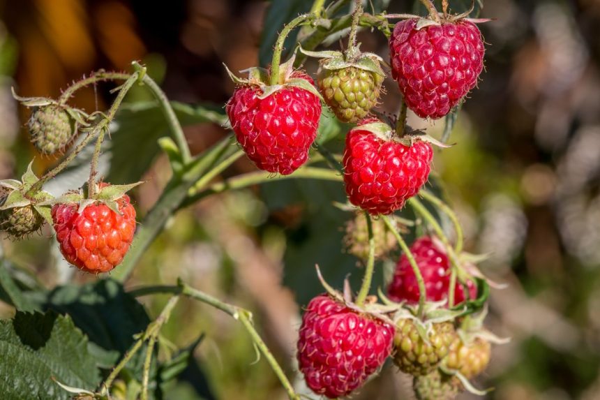 Kaip prižiūrėti rudenines avietes rugsėjį: patarimai gausiam derliui