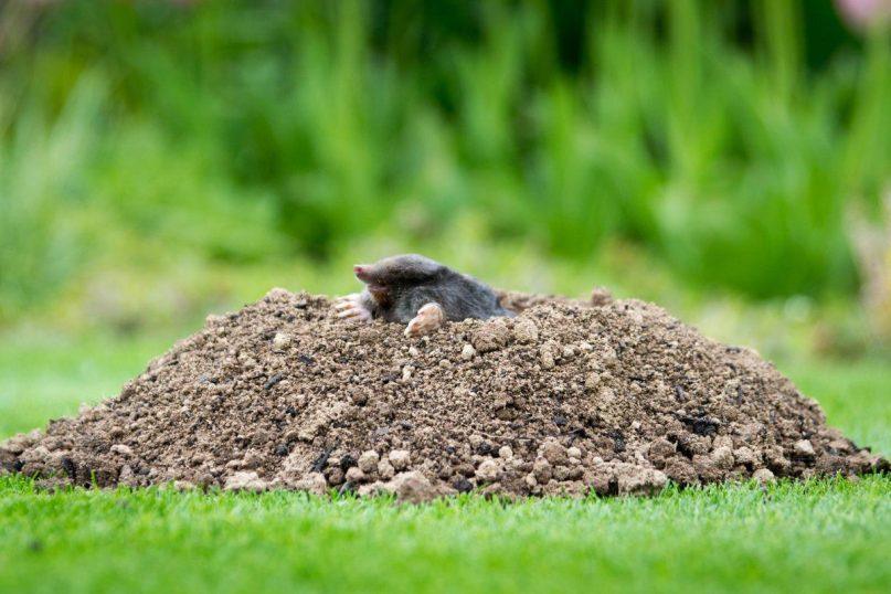 Kaip atsikratyti kurmių sode: patikrinti būdai be žalos gamtai