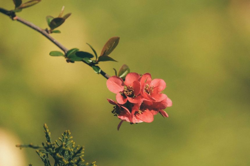 Šį augalą verta turėti savo sode: jo vaisiai dovanos jums gardžiausias ...