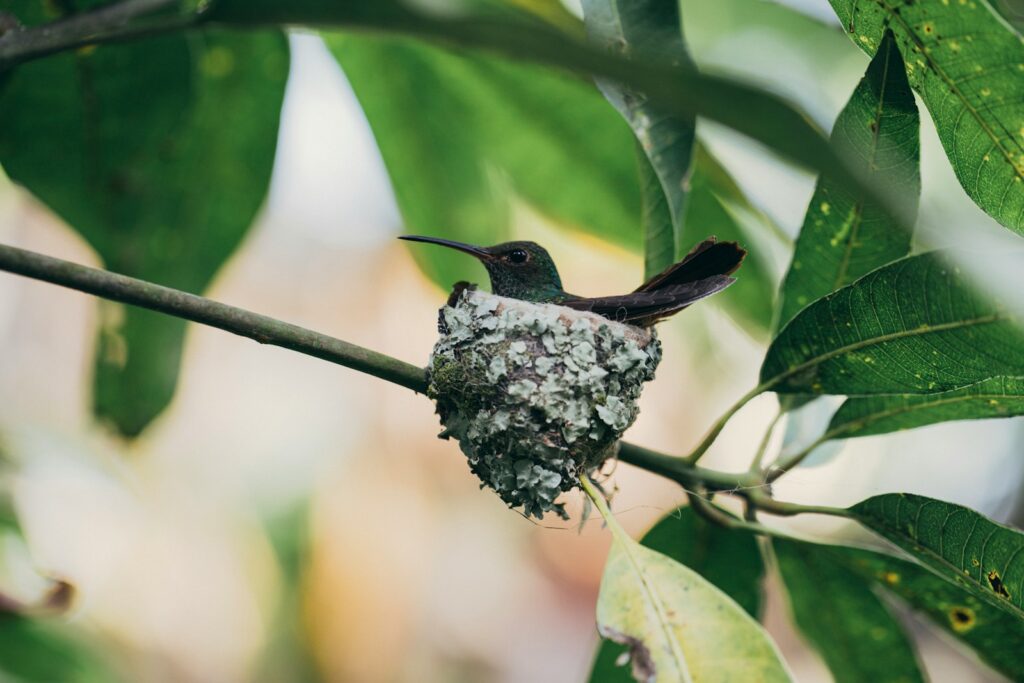 Mažiausias paukštis Žemėje: kaip gyvena kolibris nykštukas ir kodėl jis ...